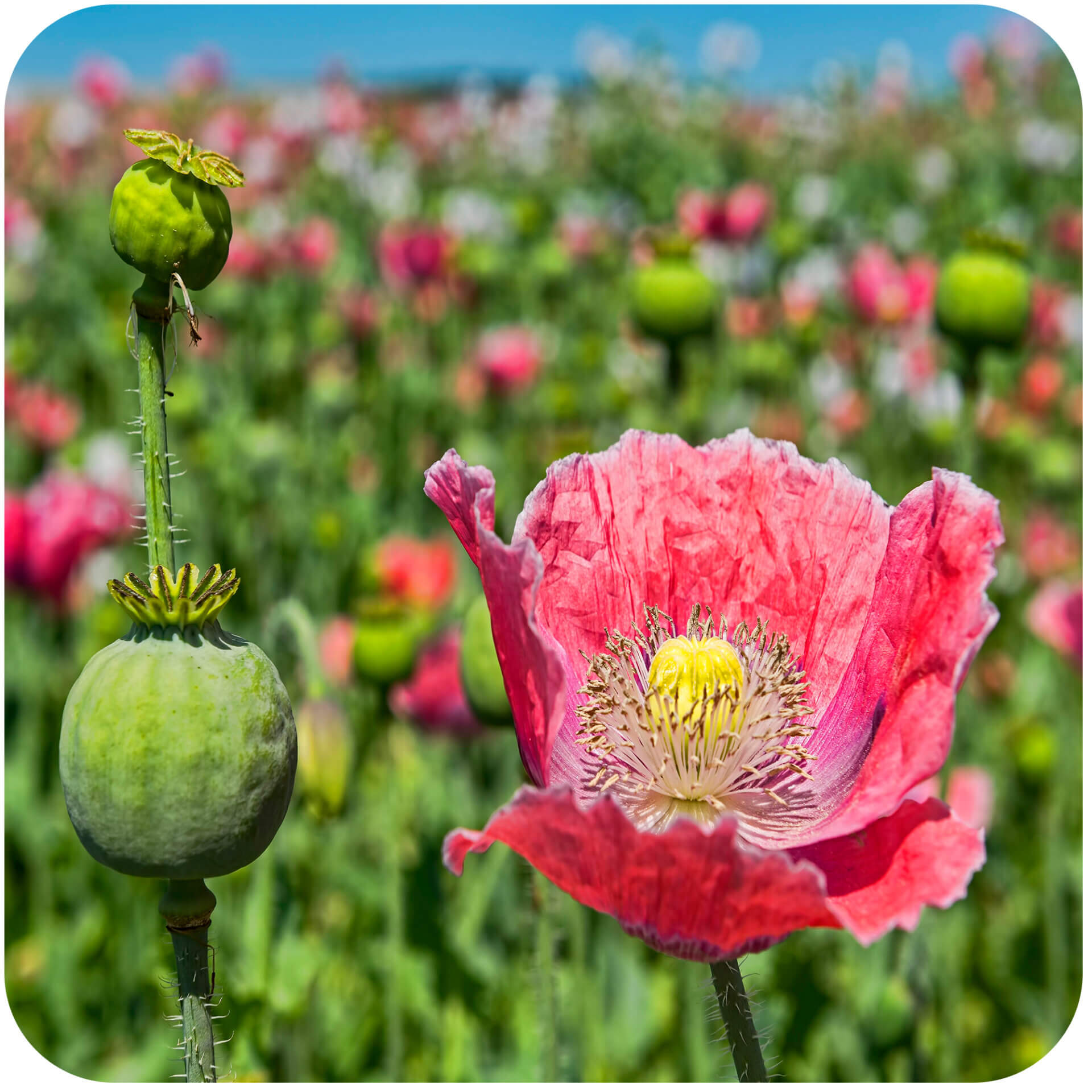 Opium Fragrance Oil - KC's Home Fragrances