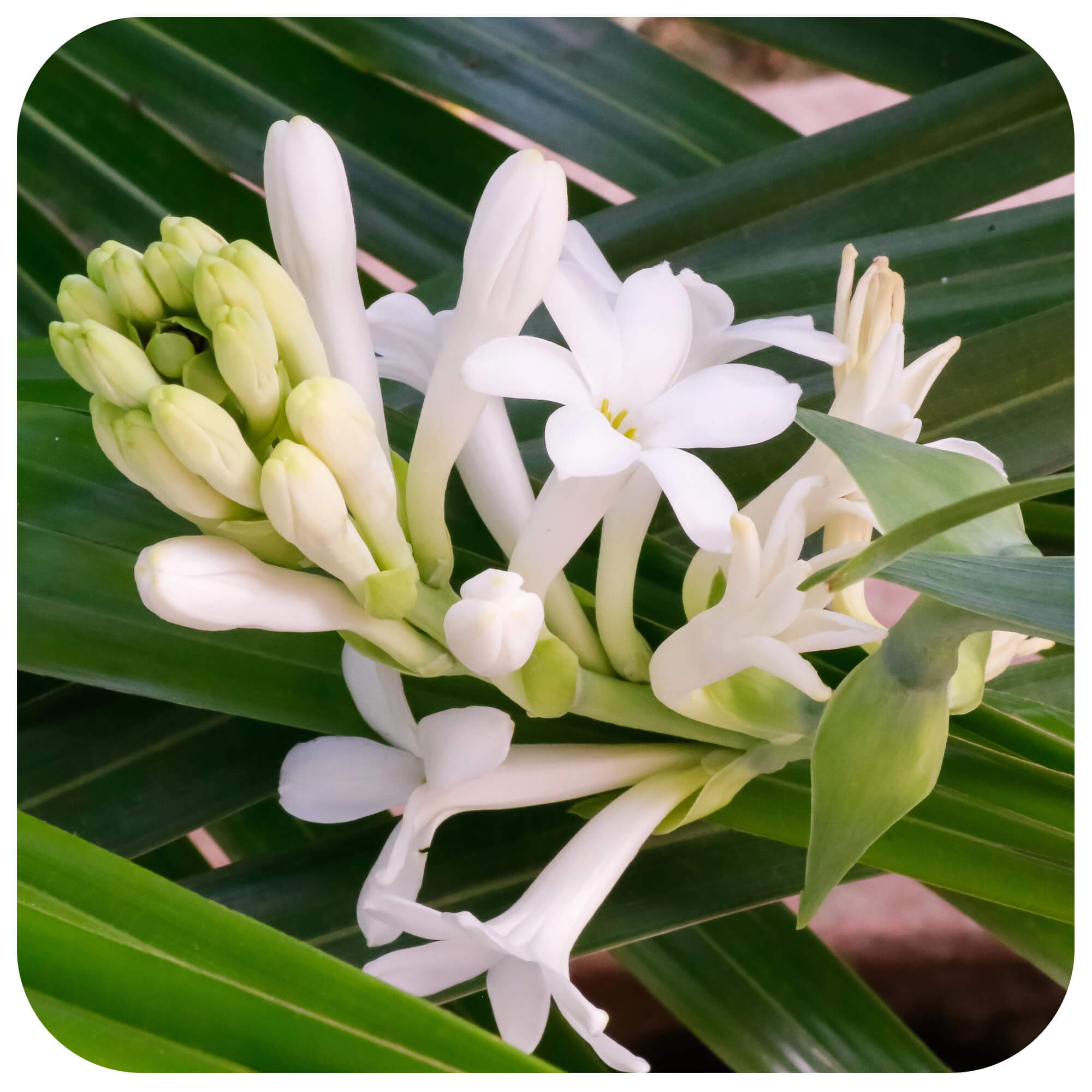 Tuberose Fragrance Oil - KC's Home Fragrances